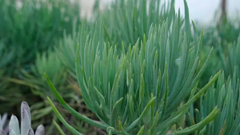 Senecio Candicans 'Angel Wings' Care & Propagation Guide