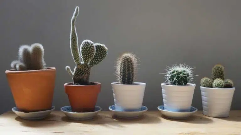 How to Tell if a Cactus Is Healthy (And How to Keep It That Way)