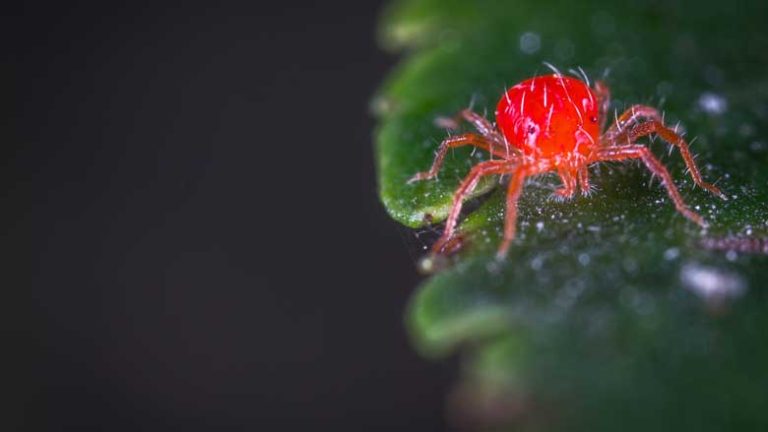 How To Save a Cactus With Root Rot (A Complete Guide)