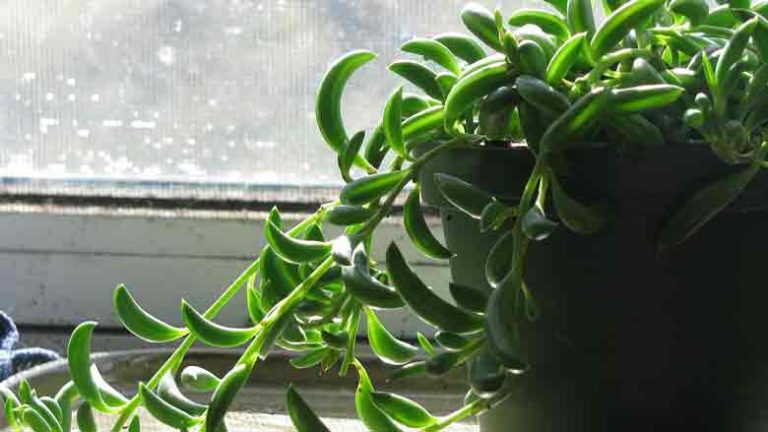 String of Turtles Care and Propagation (A Complete Guide)