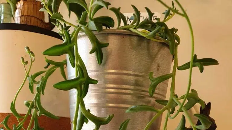 String of Turtles Care and Propagation (A Complete Guide)