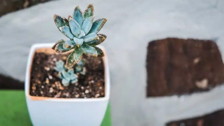 Sunburned Cactus: How To Identify, Treat and Prevent It