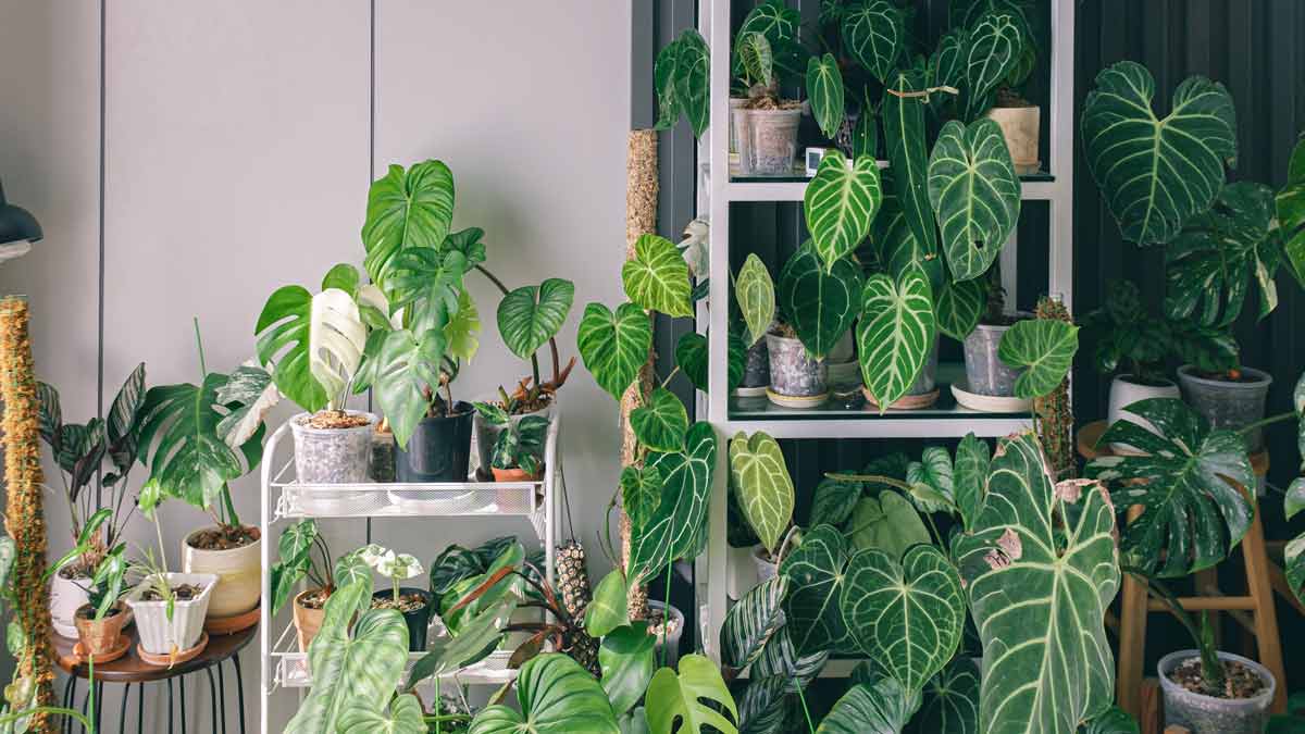 Types of Houseplants | Garden's Whisper
