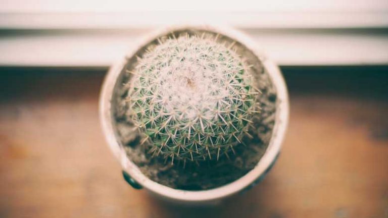 Sunburned Cactus: How To Identify, Treat and Prevent It