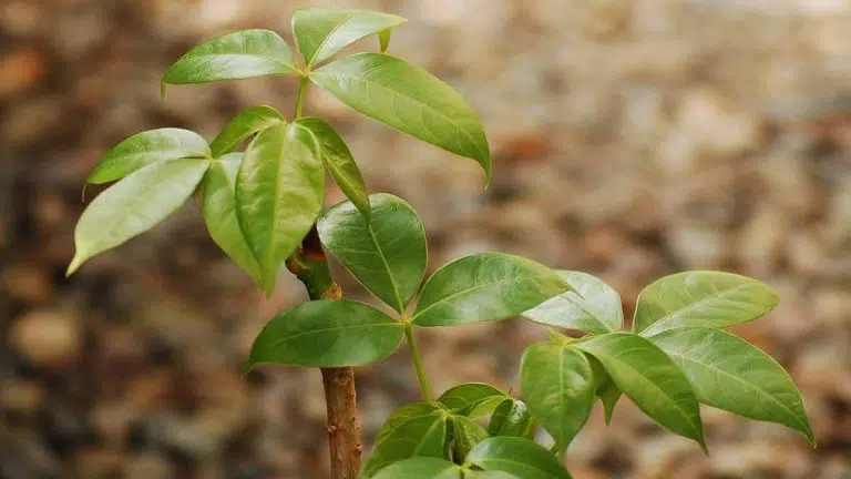 How To Save a Dying Money Tree Plant (6 Steps to Revive It)