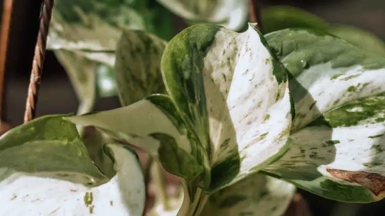 How To Revive a Dying Pothos Plant (10 Causes & Solutions)