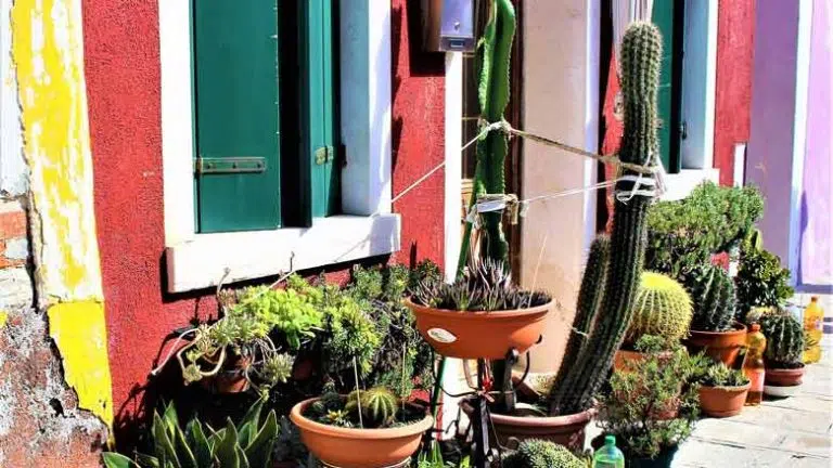 Why Is My Cactus Falling Over? (And How To Fix It)