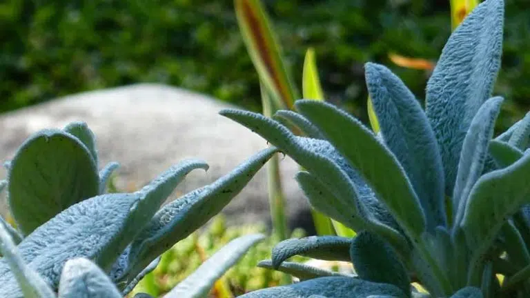 Why Is My Succulent Shriveling? (4 Reasons and Solutions)